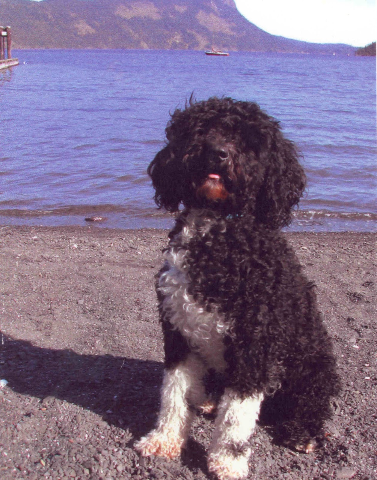 Synevovet - totul despre animalele de companie: Ajutati cainele sa ...