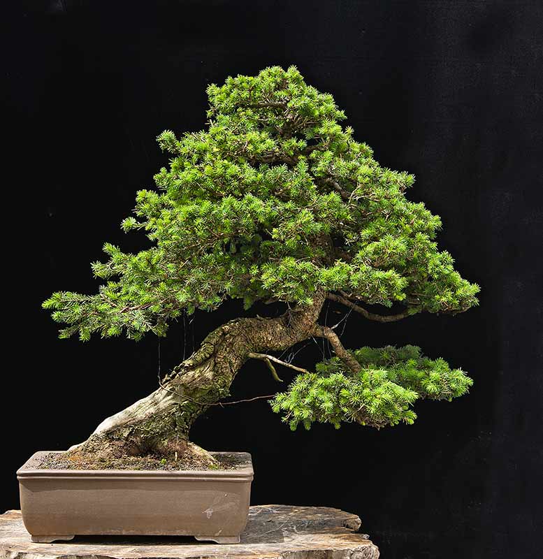 Walter Pall Bonsai Adventures: European spruce #4