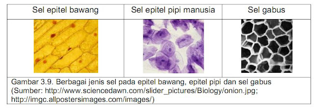 Struktur Sel Makhluk Hidup