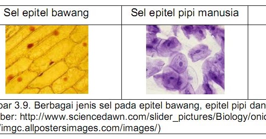 Bagian-Bagian Sel - Blog Pak Pandani
