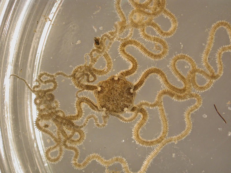 The Echinoblog: Brittle Stars are EVERYWHERE: 5 EXTREME Ophiuroid Habitats!