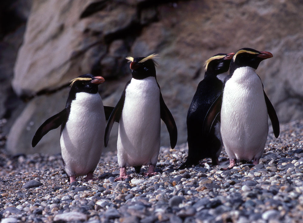 Crested Penguin | The Life of Animals