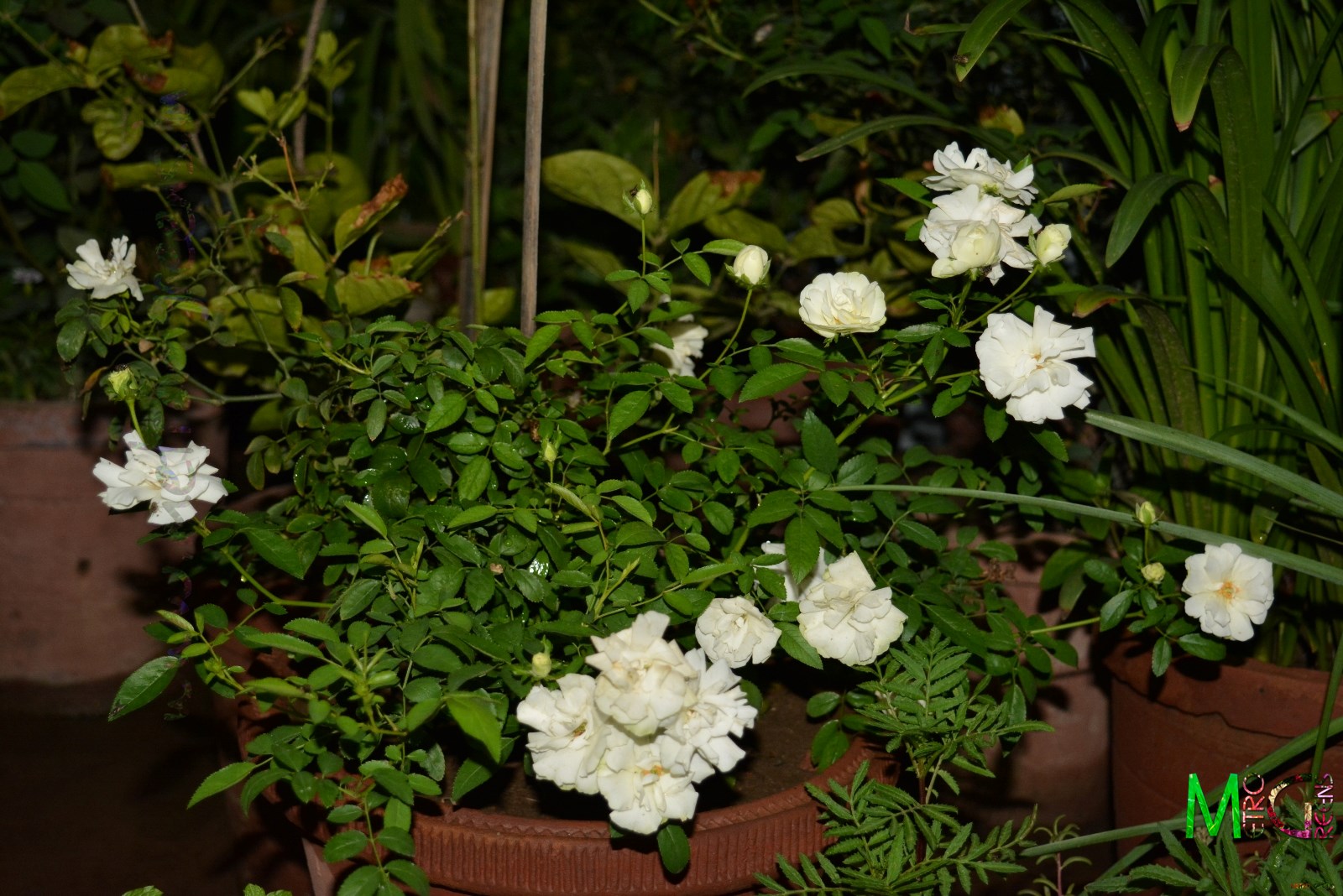 Metro Greens: Journey of a plant lover