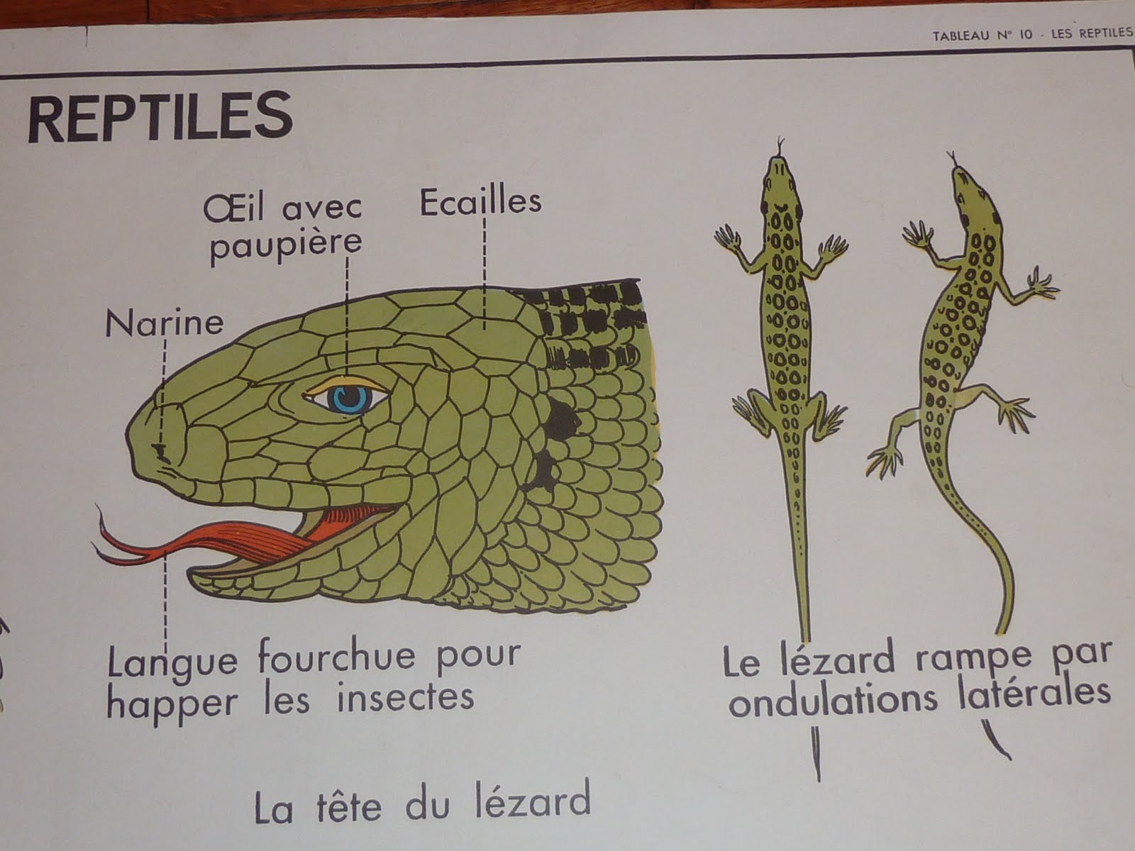 Ecole FMR 1000 Affiches scolaires: la poule , les reptiles - les ...