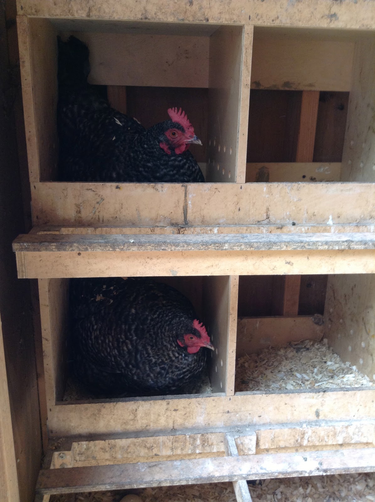 Poor Pitiful Pearl...The Tale of An Abandoned Chicken