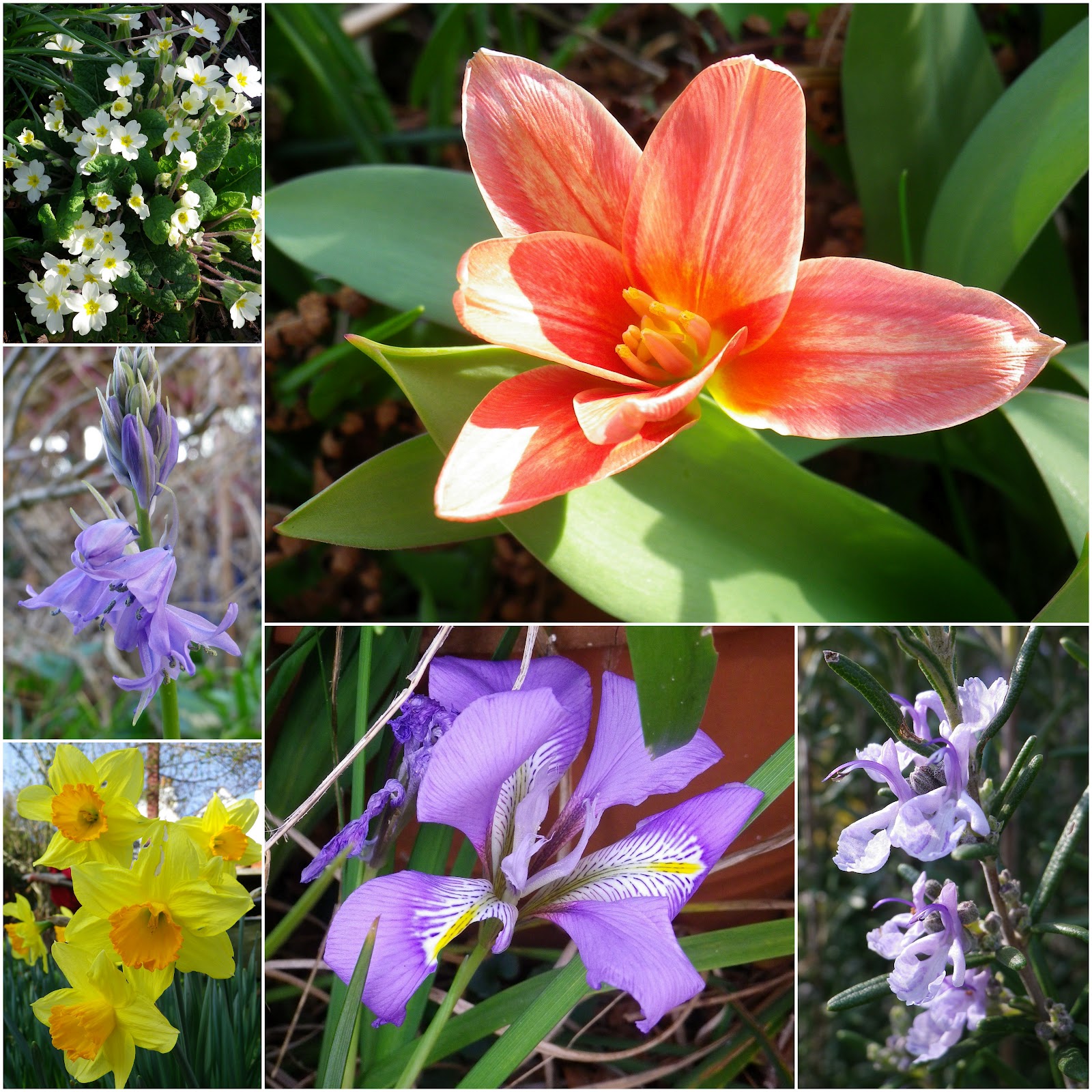 PetraB's Allsorts: Spring and Twinchies