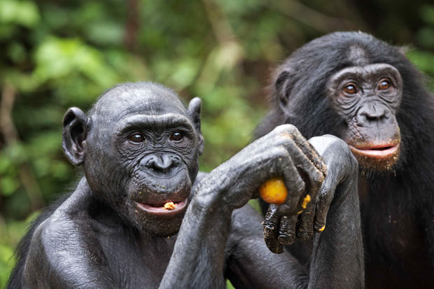 Chimpanzees of Congo