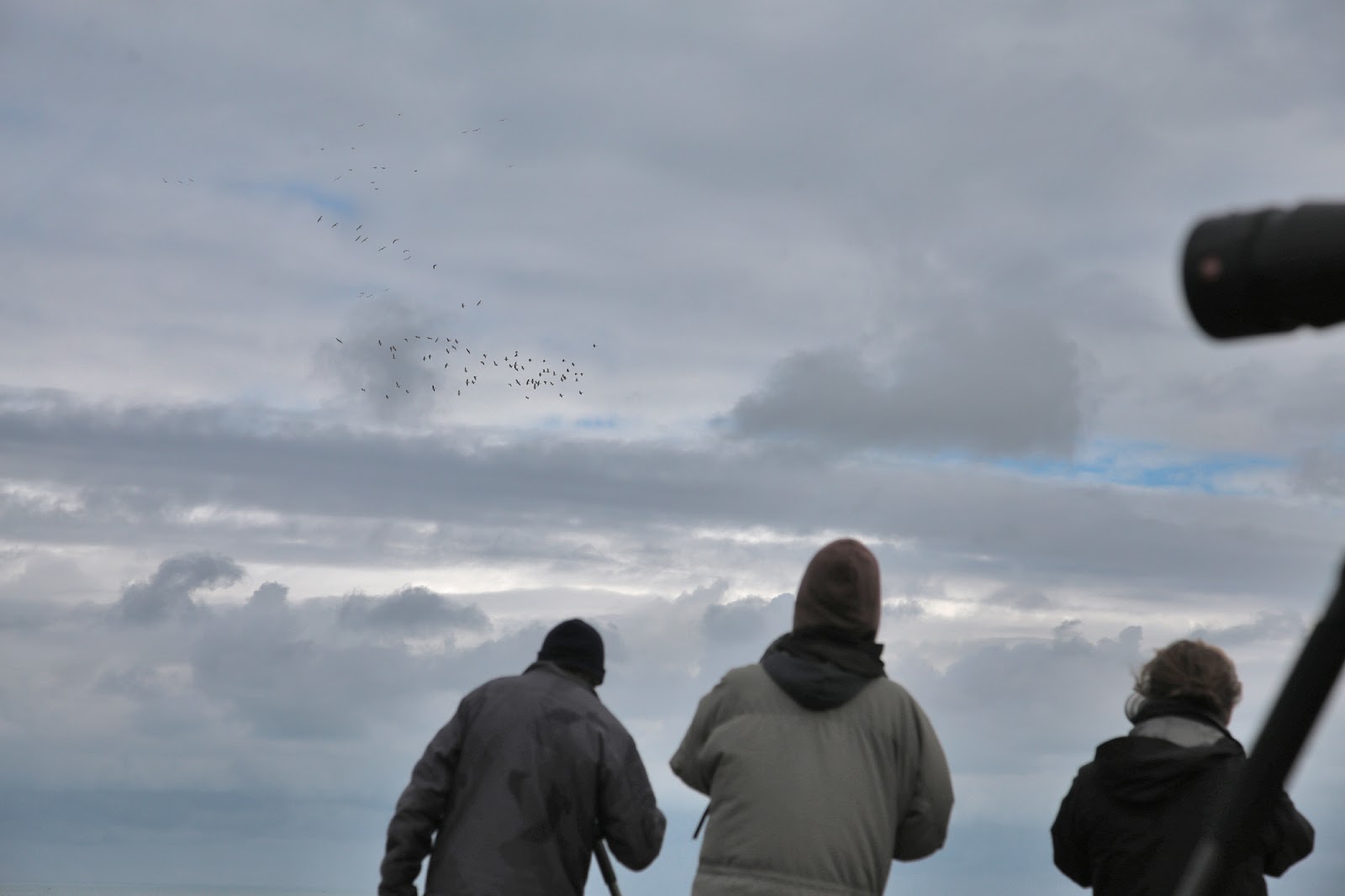 Birding Azerbaijan: Late October / early November impressions by ...