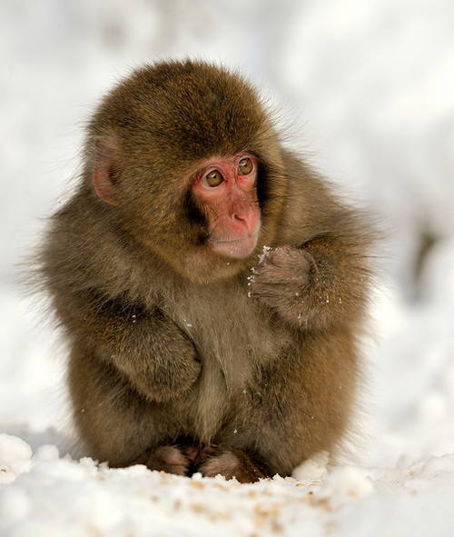 Our Beautiful World: Animal Expressions