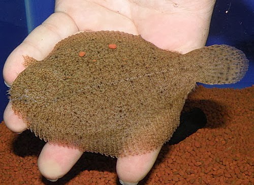 金魚&水族快訊Goldfish & Aquarium Messages: 南美比目魚(Catathyridium jenynsii)