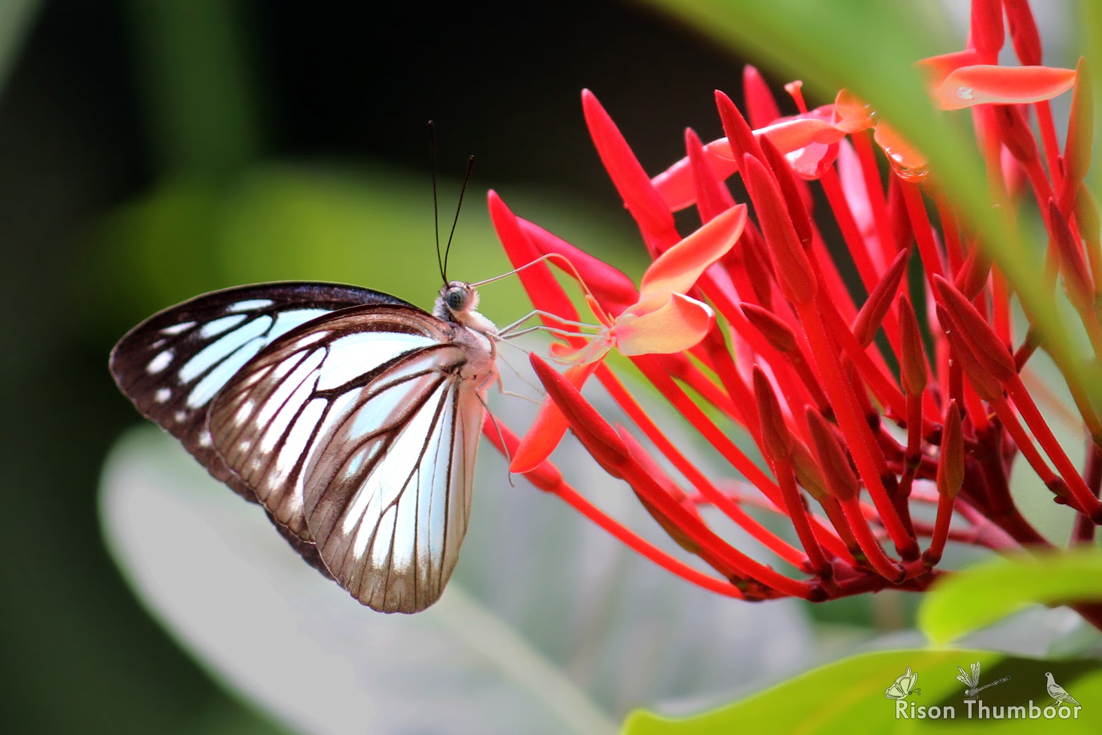 Butterflies Of Kerala: Common Wanderer (Pareronia valeria) നാടോടി