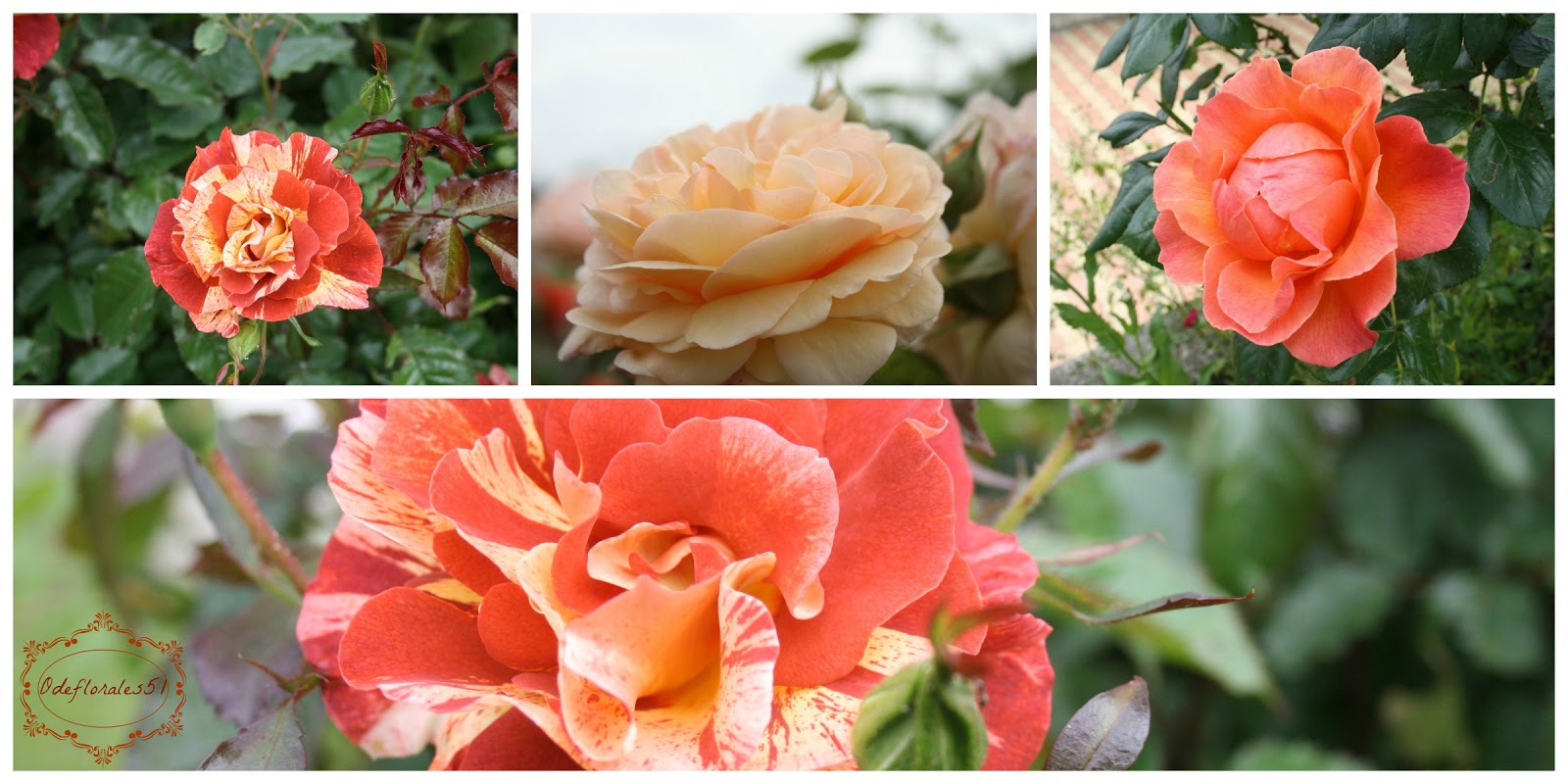 Beautés Florales : ROSES D'AUTOMNE