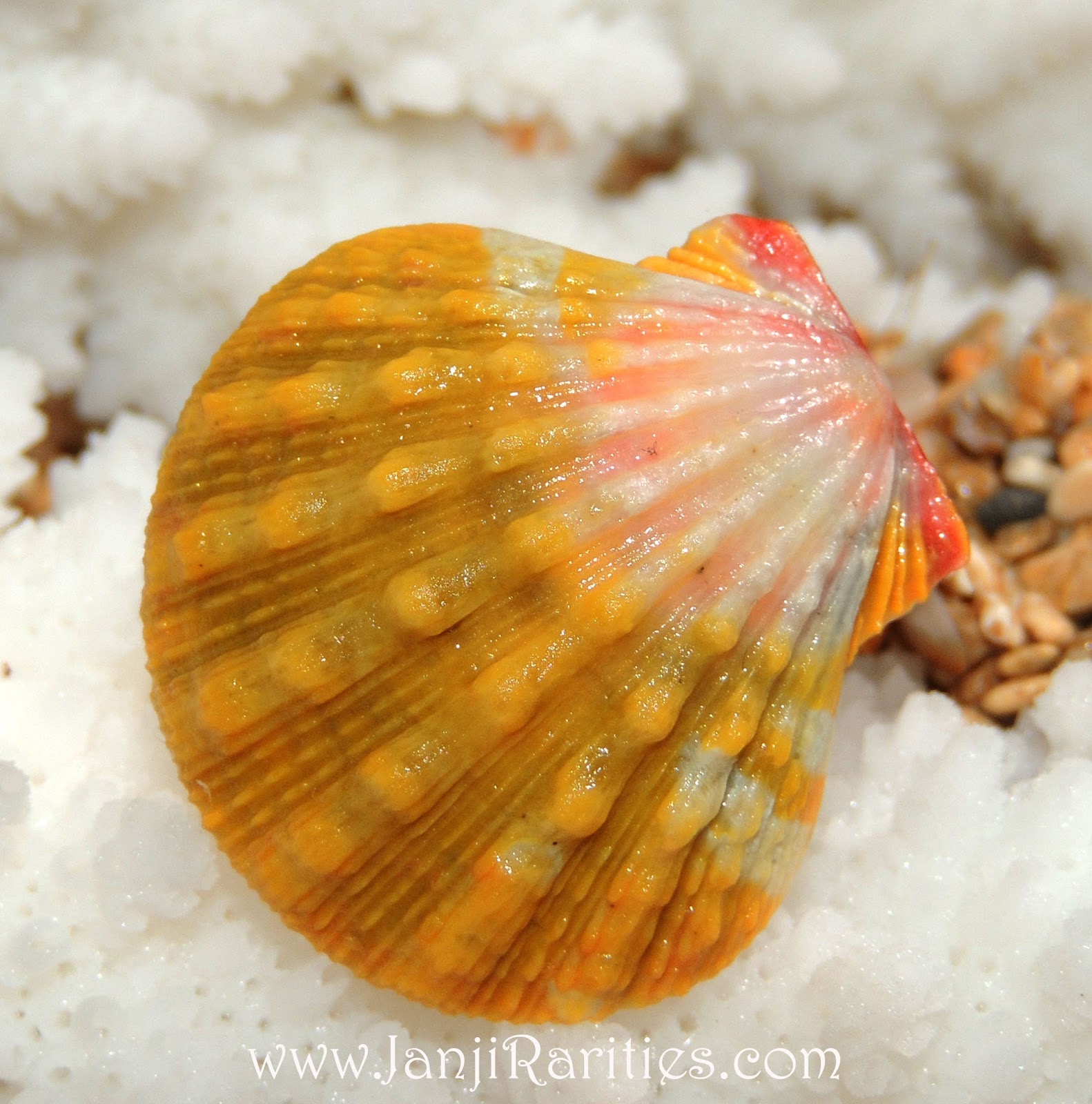 Kahelelani & Sunrise shell jewelry by.... Janjira