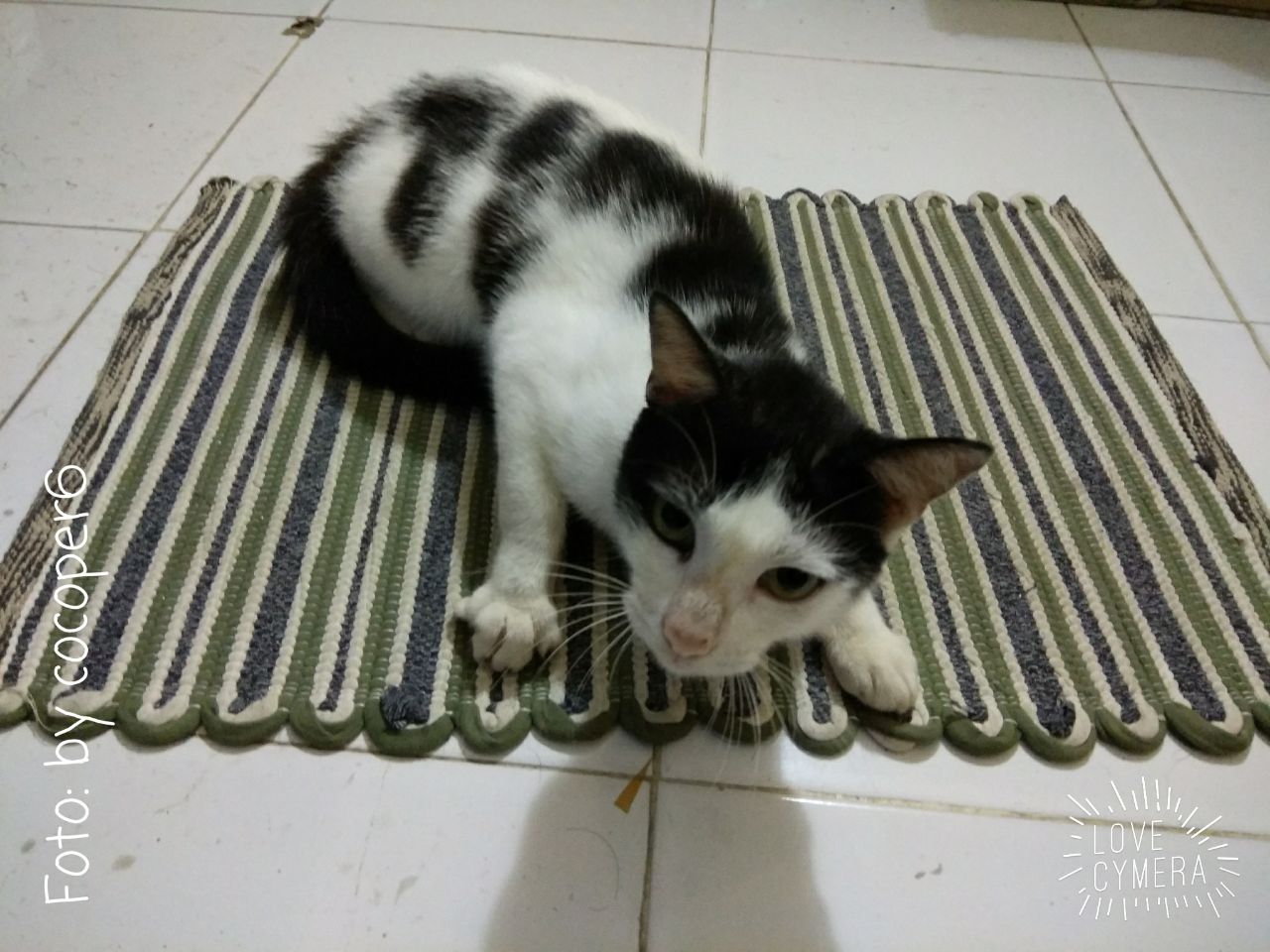 Kucing Lagi, Kucing Lagi
