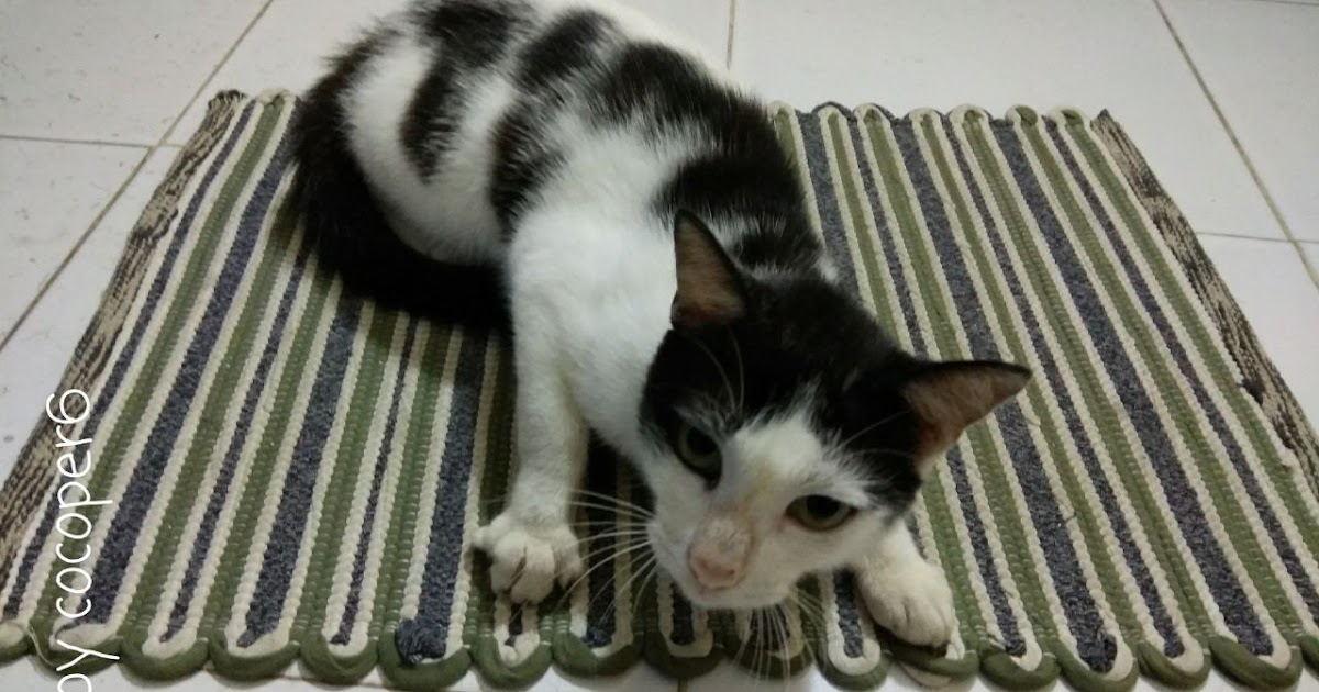 Kucing Lagi, Kucing Lagi
