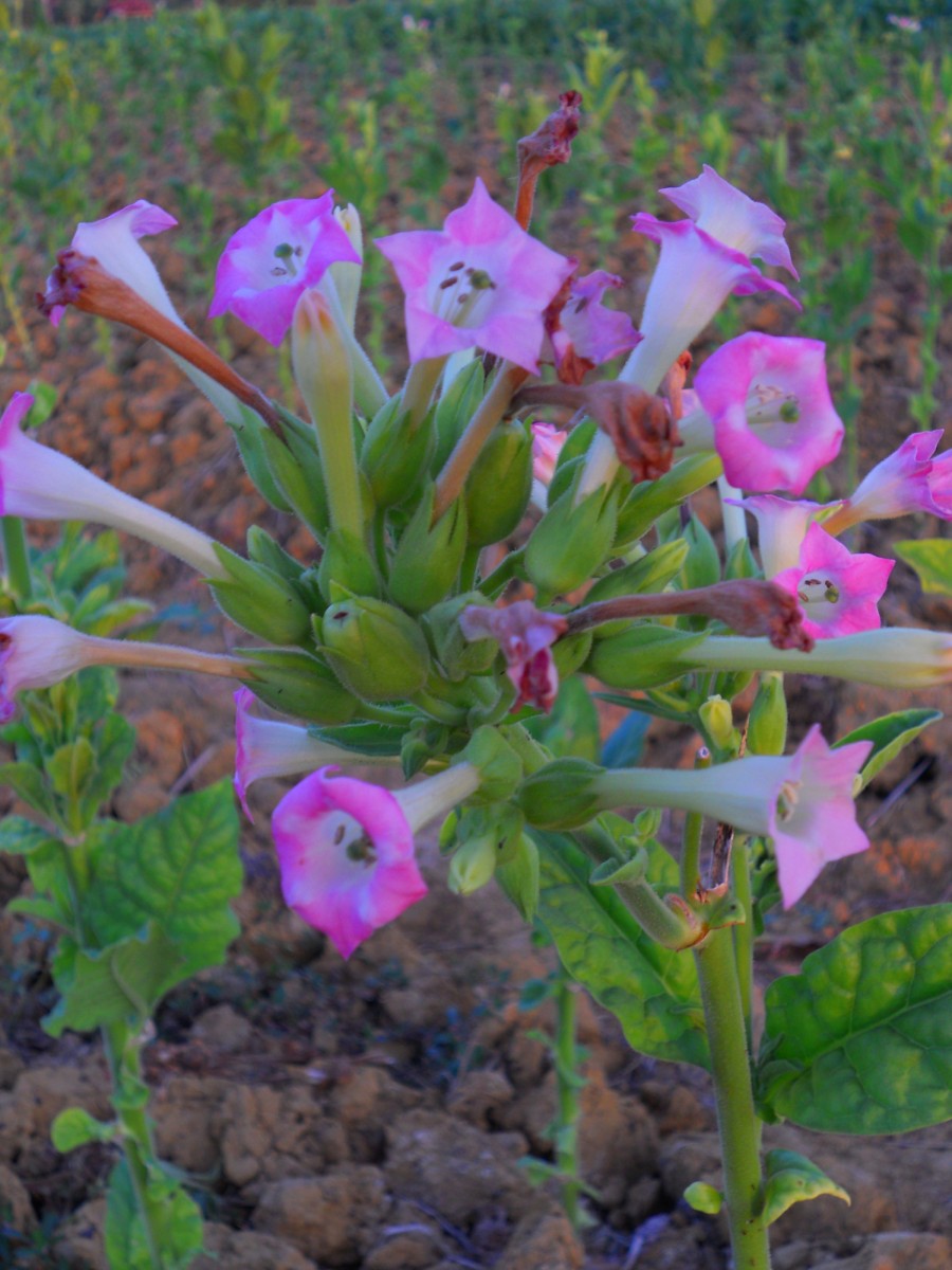 Bapontar Indonesia: Mengintip Pengolahan Tembakau Madura