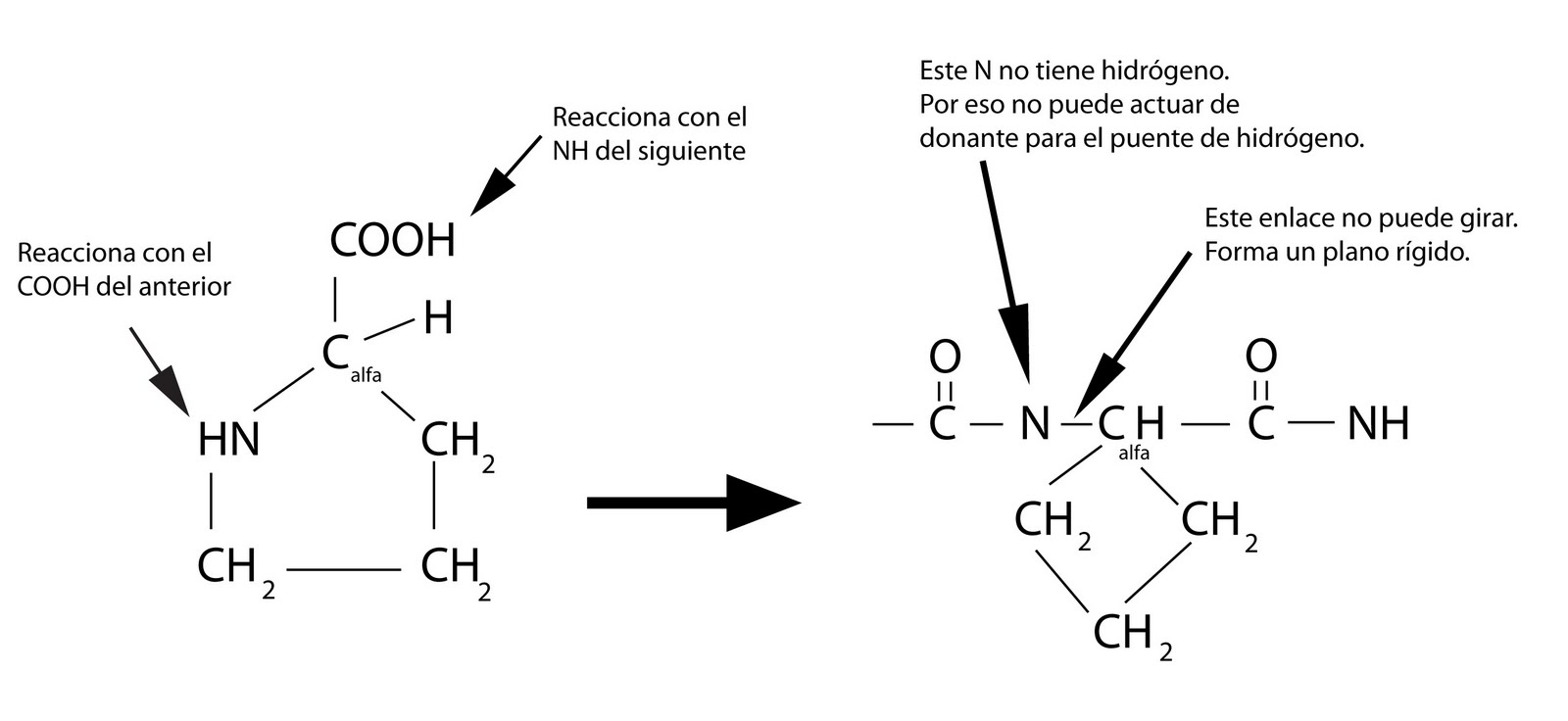 el moderno prometeo: Proteínas: conformación y estructura.