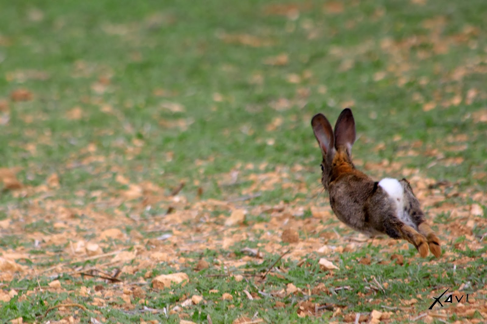 Destino Natural: Fotografía de Mamíferos