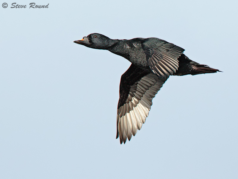 Steve Round Wildlife Photography: Common Scoter