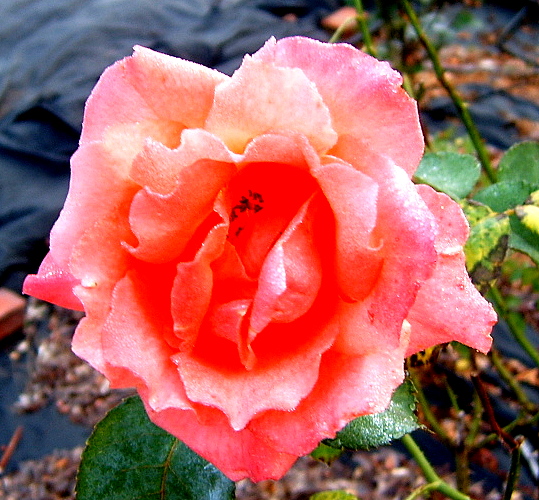 Alabama Rose and Flower Garden from a Non-Green Thumb: September Bloom Day