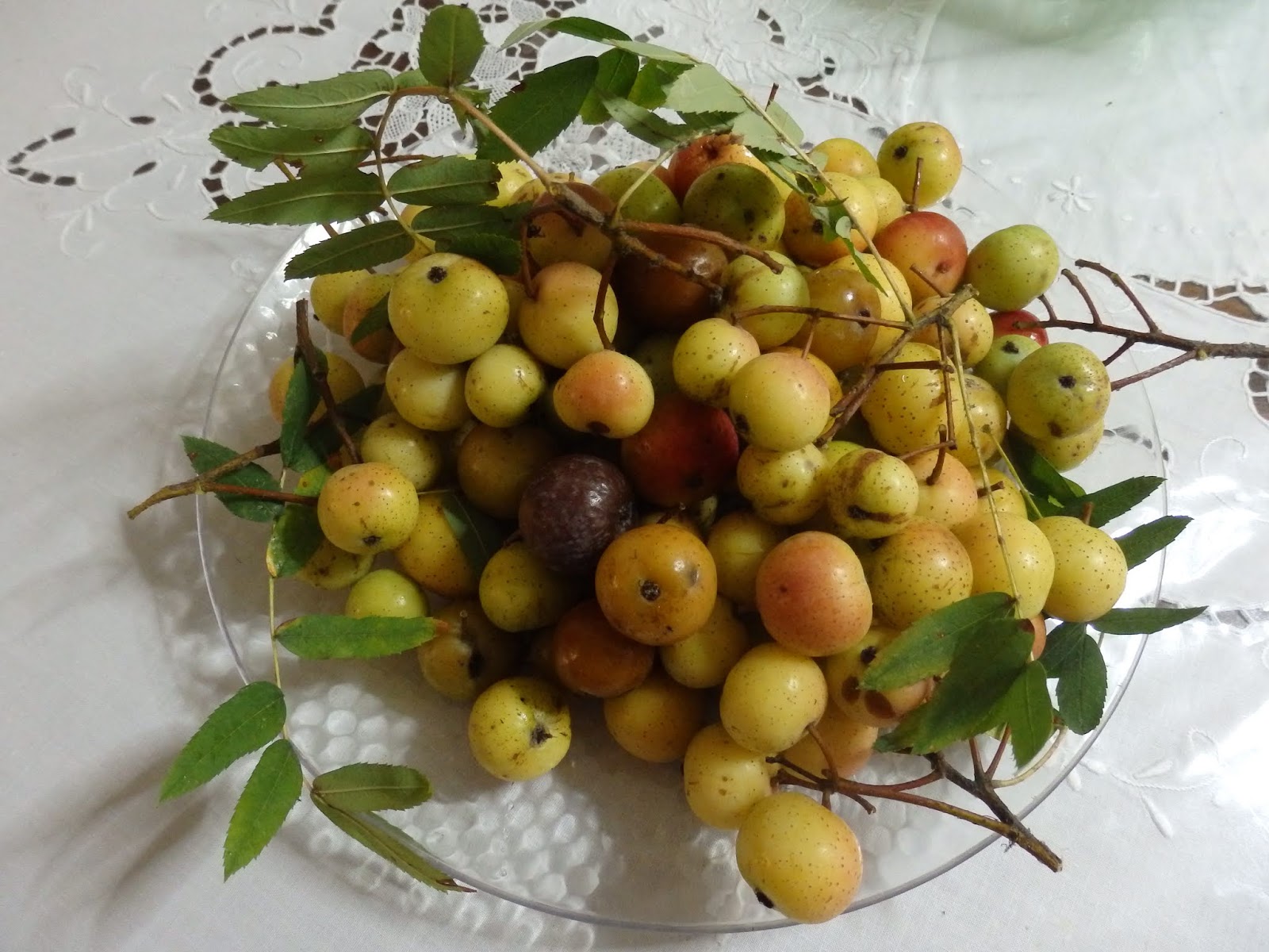 Μένουμε ... Δελβινάκι : Η Σουρβιά και τα...σούρβα