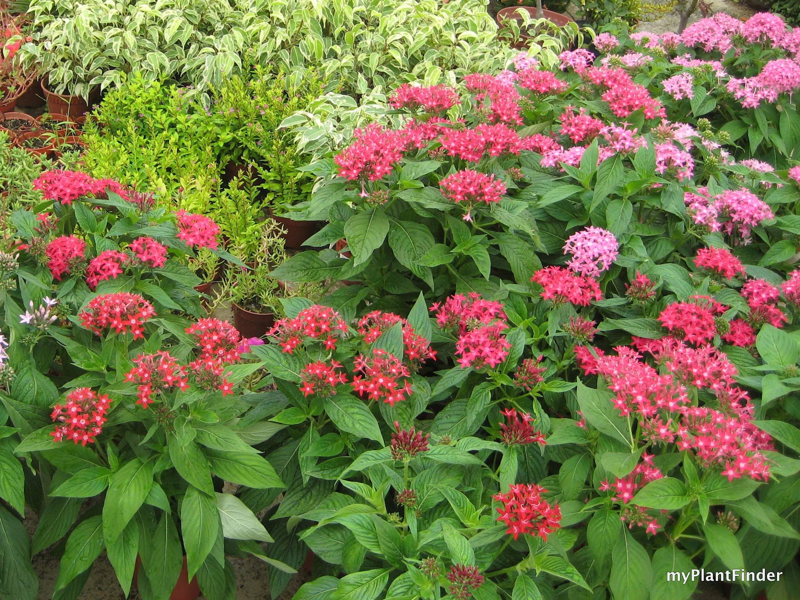 MY PLANT FINDER | Plant Guide: Pentas lanceolata hybrid
