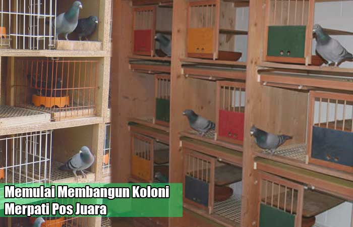 Memulai Membangun Koloni Merpati Pos Juara