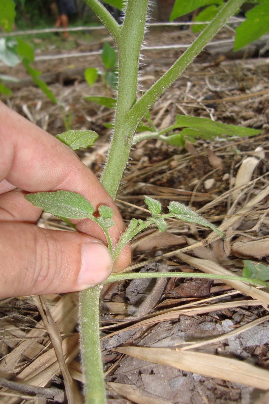 elhuertodelaquebrada: junio 2011