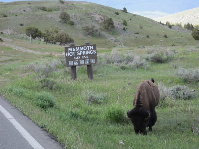 The Scallywagon: YOU SKIN GRIZ', PILGRIM? Yellowstone National Park