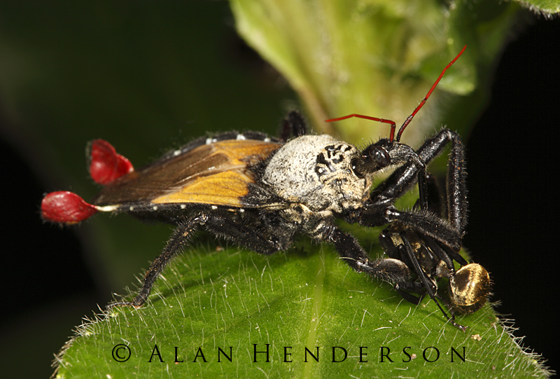 Minibeast Wildlife - Rainforest Encounters: Costa Rica - A mixed bag
