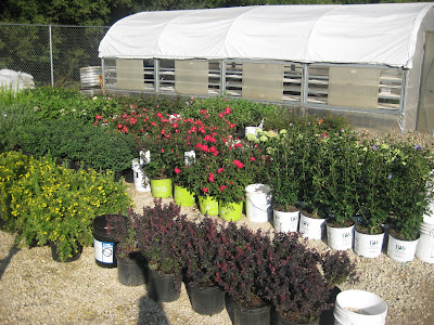 Rotary Botanical Gardens - Hort Blog: Fall Plant Sale Prep