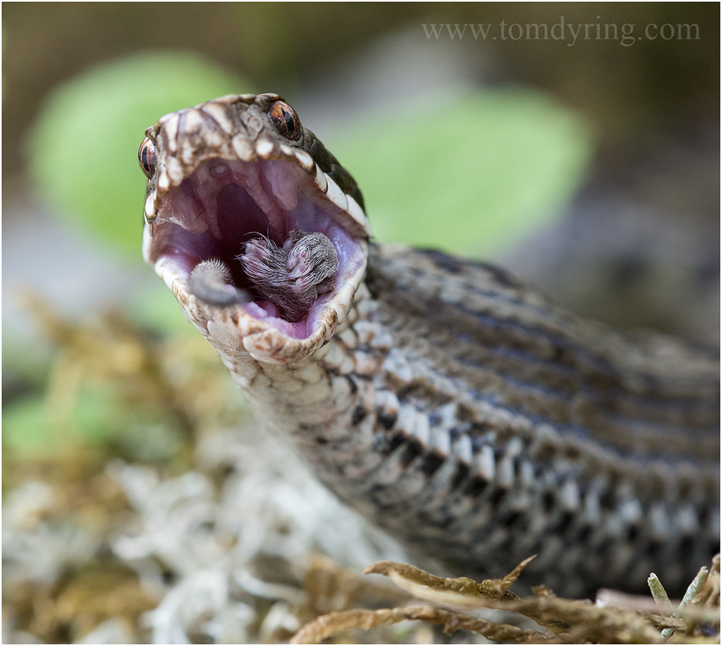 TOM DYRING WILDPHOTO / NN: ADDERS WITH PREY / HUGGORM