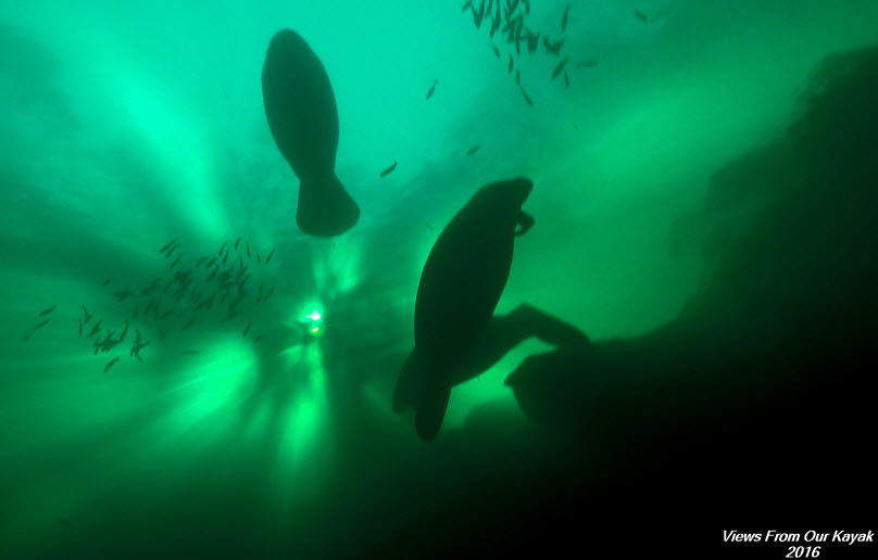 Views From Our Kayak: Hospital Hole (Weekie Wachee River)
