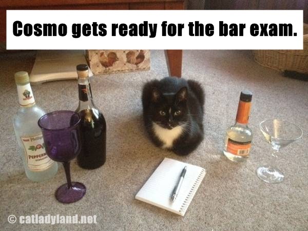 Catladyland: Cats are Funny: Cat Has Mixed Feelings About Exam