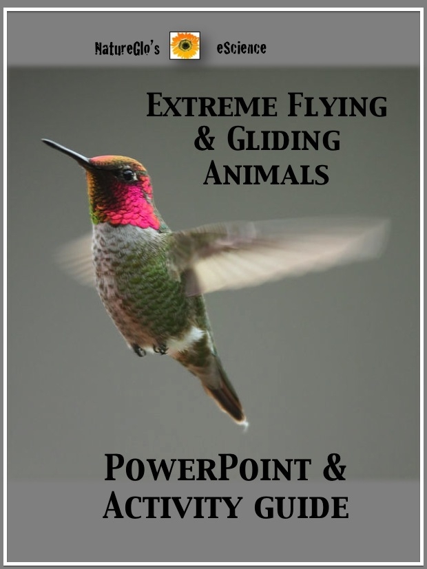 NatureGlo's eScience: Animal Physics Live Class with NatureGlo