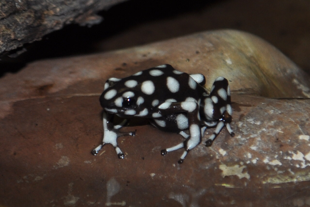 ZOOTOGRAFIANDO (6.100 ANIMALS): RANA FLECHA DE MARAÑÓN / MARAÑON POISON ...