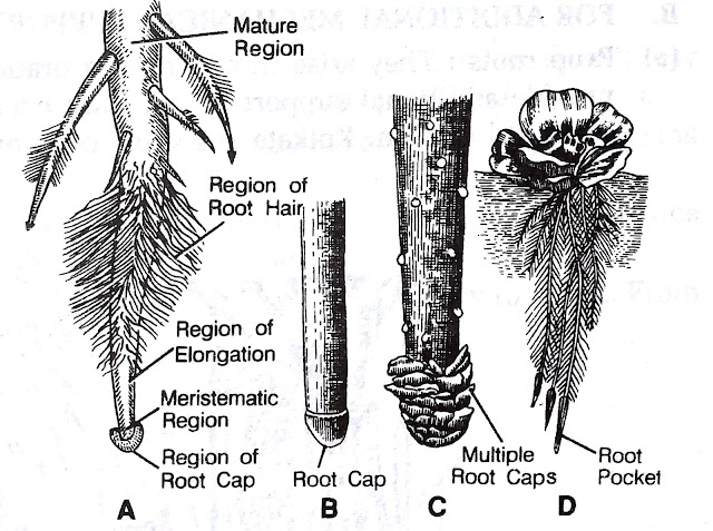 Botanica: MORPHOLOGY OF ROOT