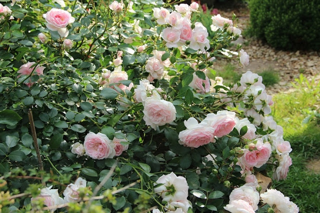 Promesse de roses: Lovely bride