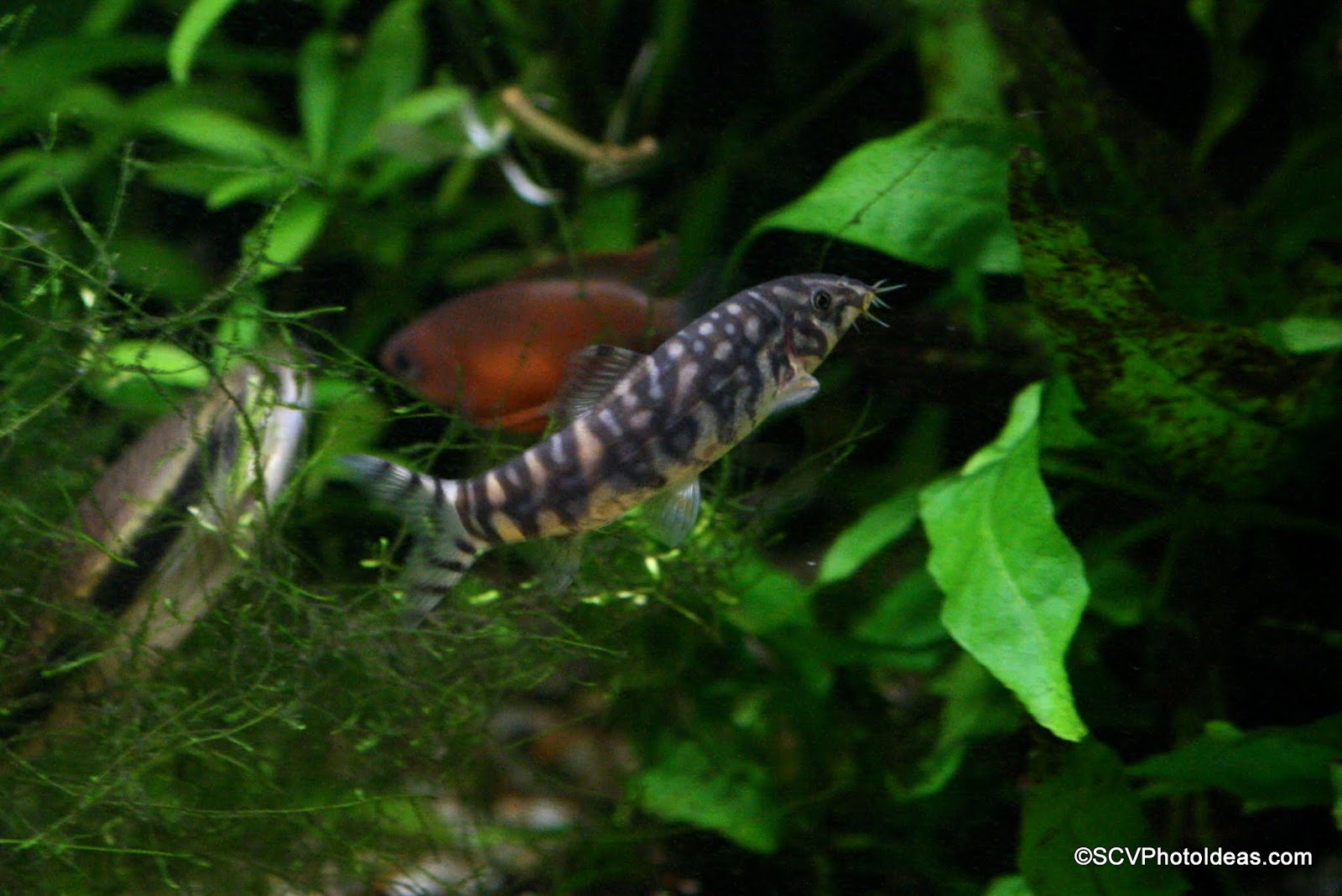 S.C.V. Aquascaping Ideas: Zebra Loach - Botia Striata and Twin Banded ...