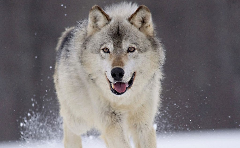 Animales Exoticos: Informacion del Lobo