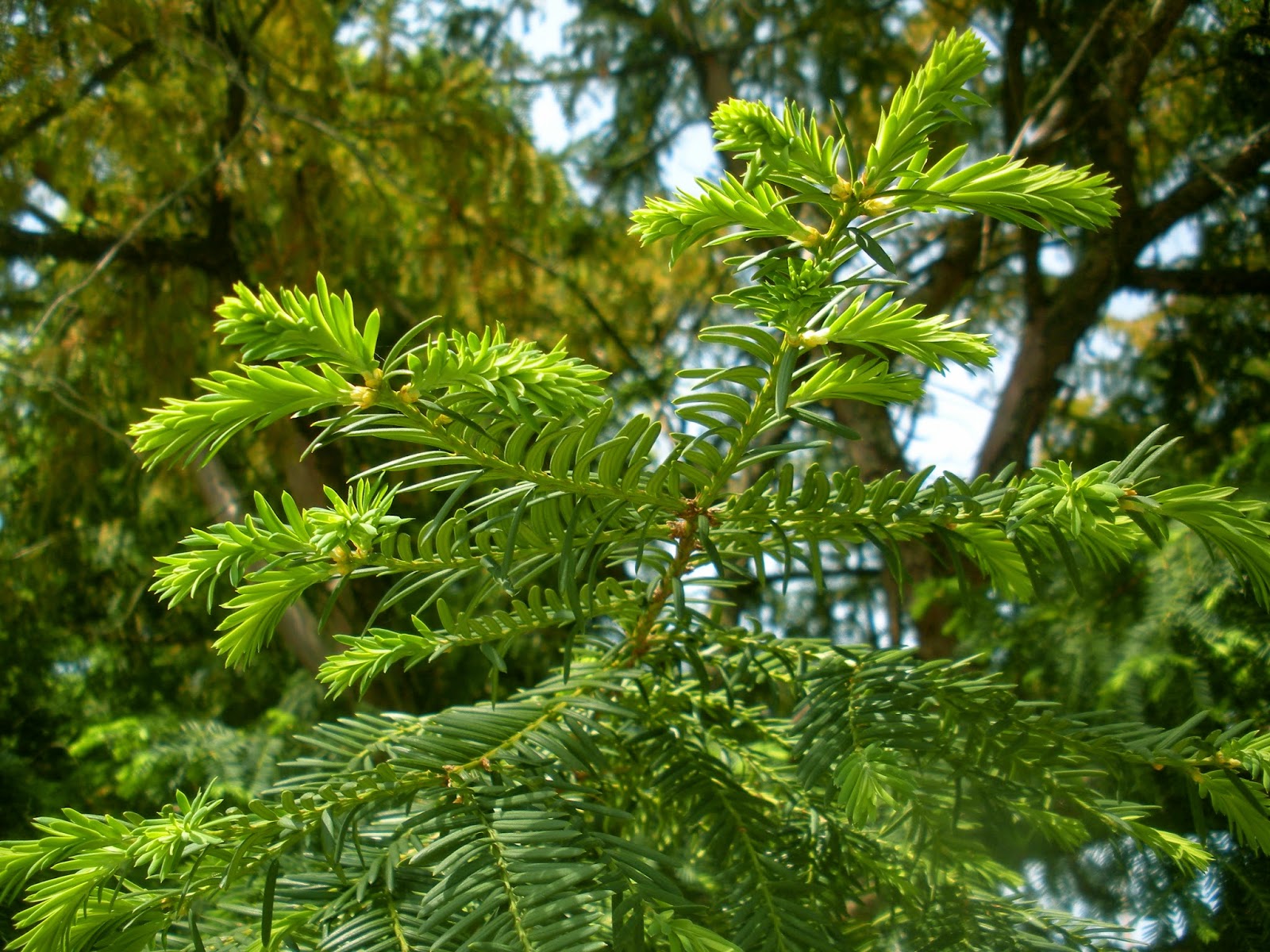 Letters for George: Our Grand Old Yew Tree