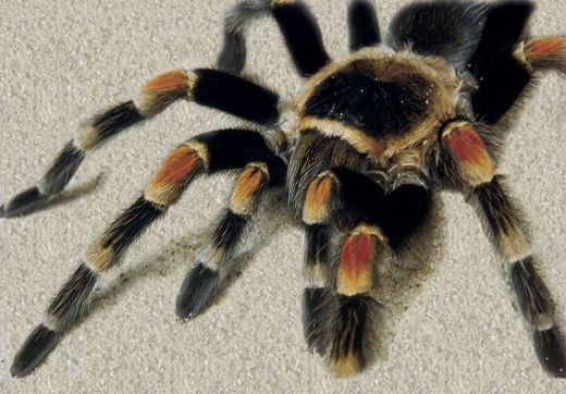 Mexican Tarantula Redknee | The Life of Animals