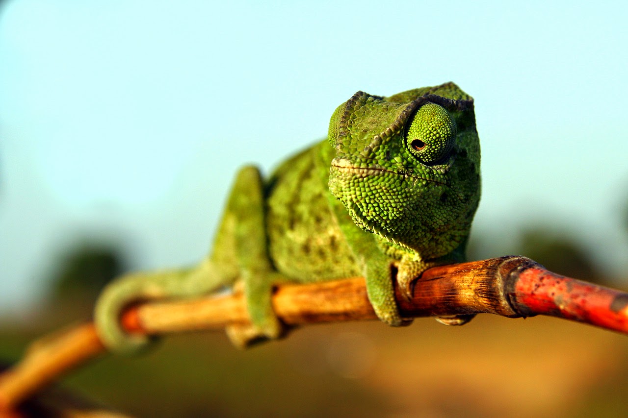 Kameeleon Mia: Kameeleoni saamise lugu