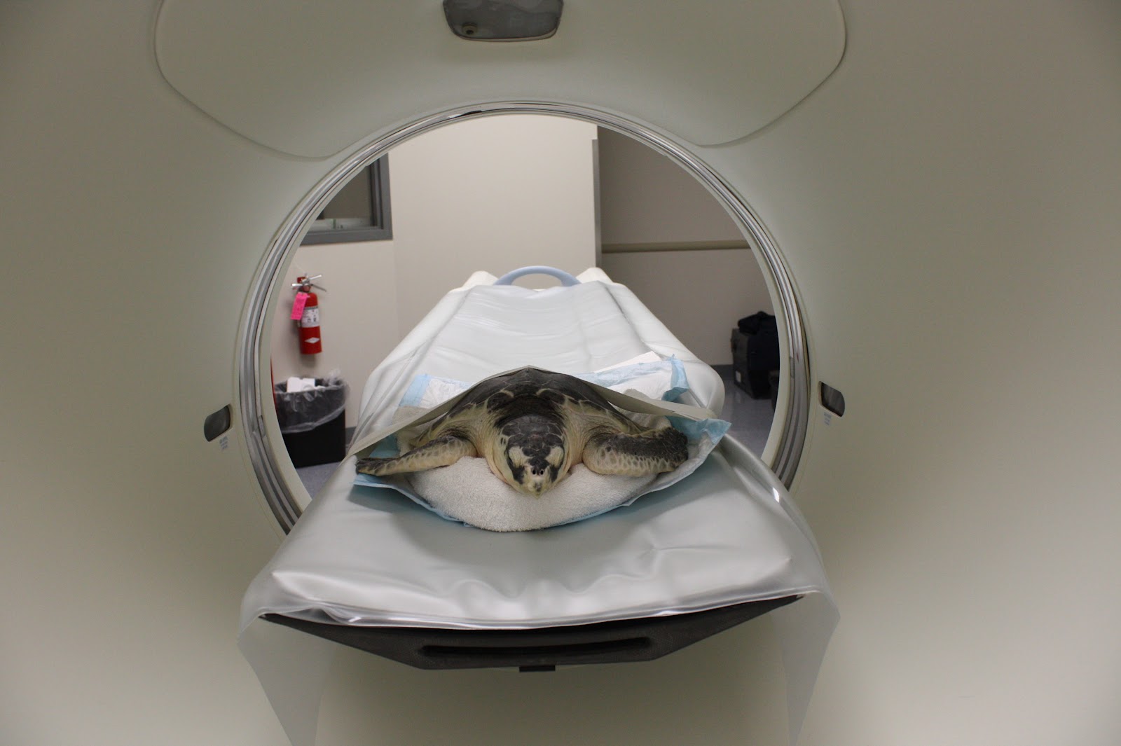 Marine Animal Rescue Team Blog