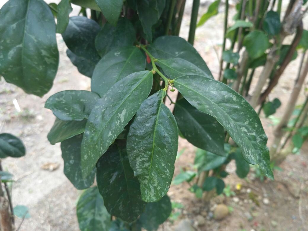 Khasiat Daun Cangkok Manis Melancarkan ASI - seribu1.com