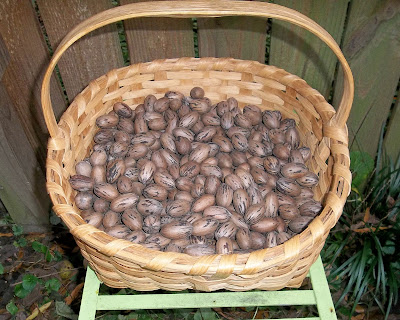 PRACTICAL PARSIMONY: Pecan Picker