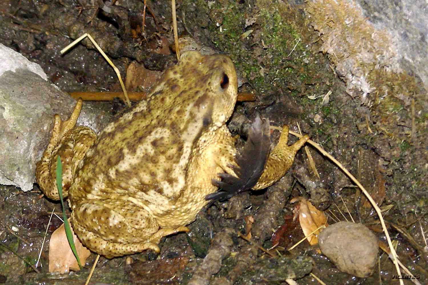 Fauna silvestre de Hormaza: Bufo bufo
