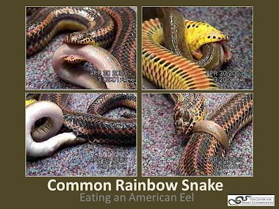 Running With Snakes: Rainbow Snake