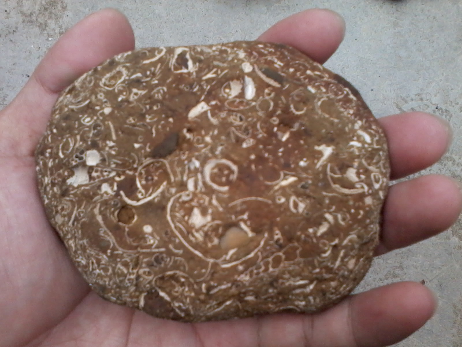 Twin Angels Getaway: Fossils found in Malaysia 馬來西亞化石