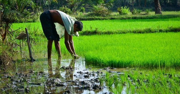 Rosemol Mathew: APPLICATION OF MATHEMATICS IN AGRICULTURE